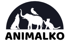 17 Laid-Back Cat Breeds Perfect For People Who Love To Relax - Animalko