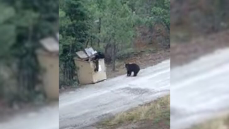 Mama Bear Goes Frantic As Her Three Cubs Get Trapped In A Dumpster In ...