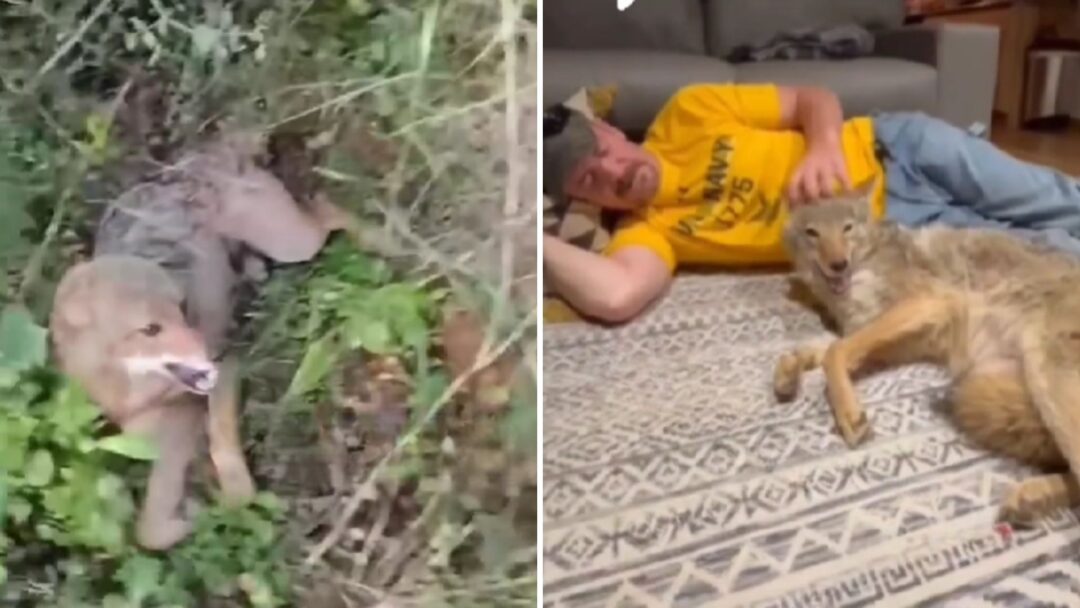 Illinois Man Saves A Wild Coyote And Instead Of Running Away She ...