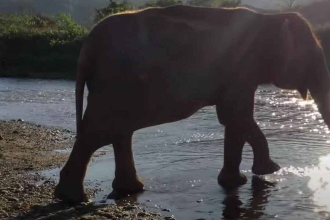 Elephant Cries Real Tears After Being Freed From Captivity At The Age Of 73