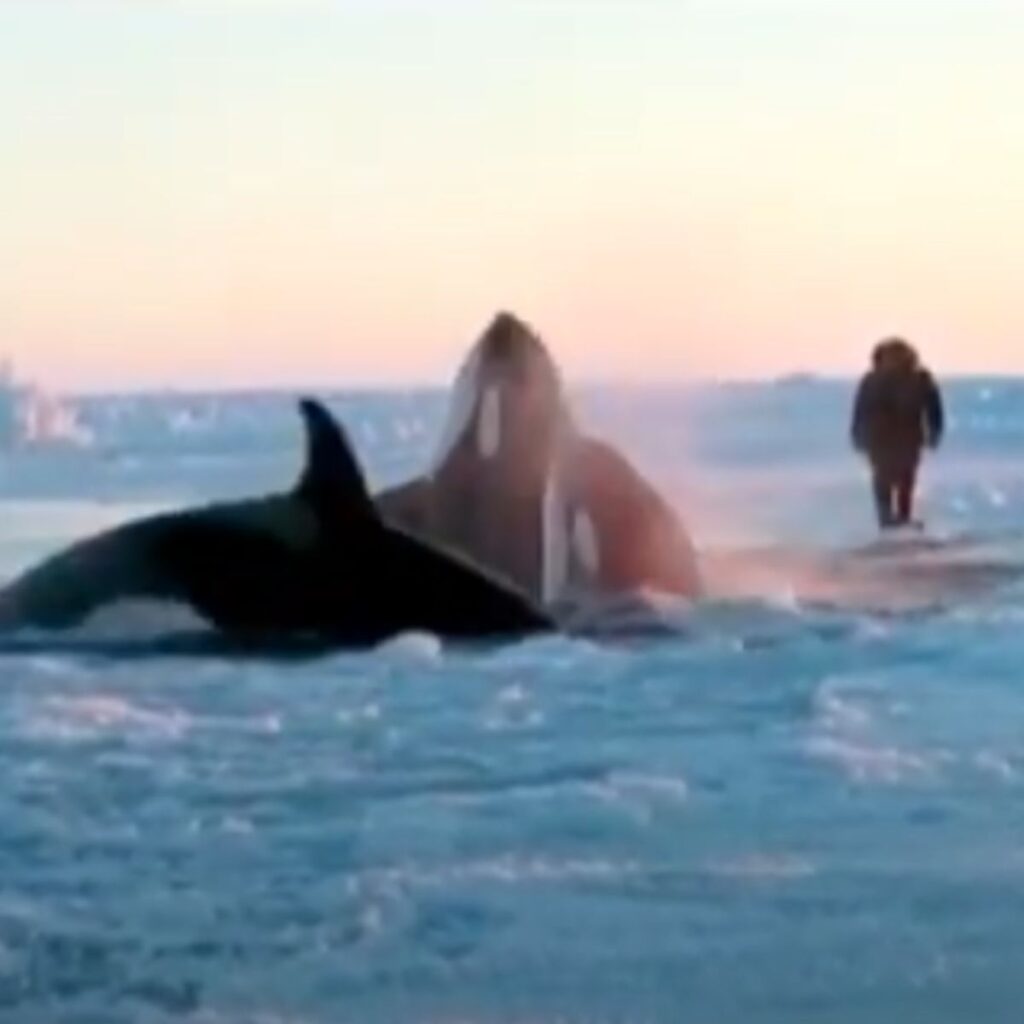 11 Killer Whales Trapped By Thick Sea Ice Make A Dramatic Attempt To Escape