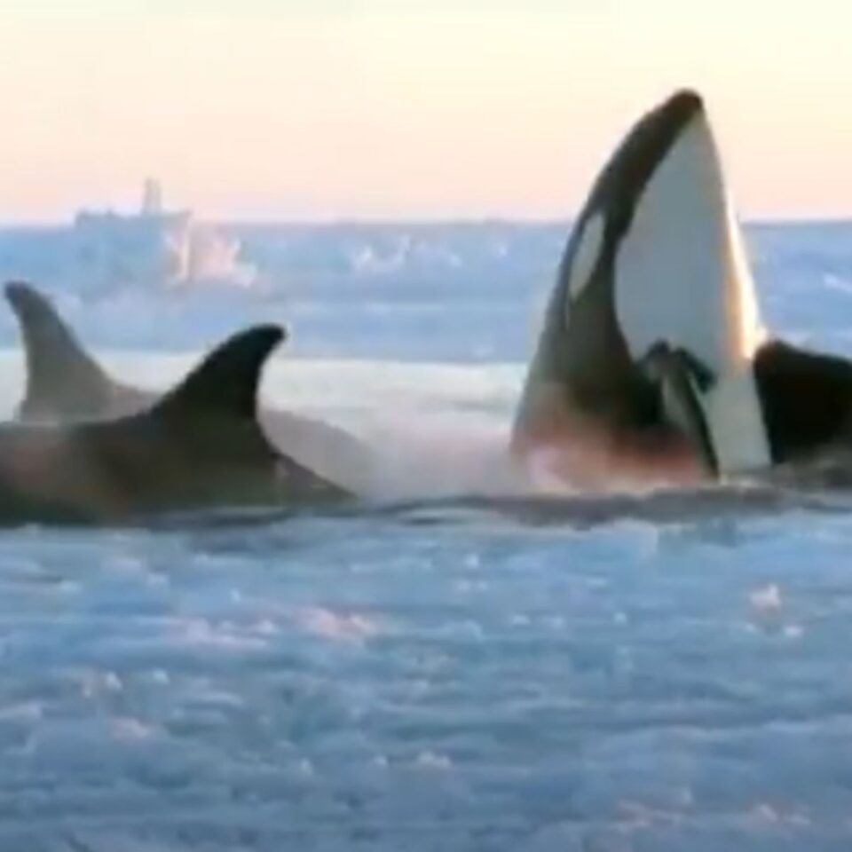 11 Killer Whales Trapped By Thick Sea Ice Make A Dramatic Attempt To Escape