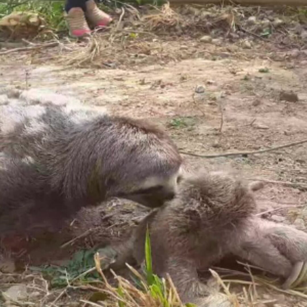 Devastated Mother Sloth Looking For Her Missing Baby After Getting ...