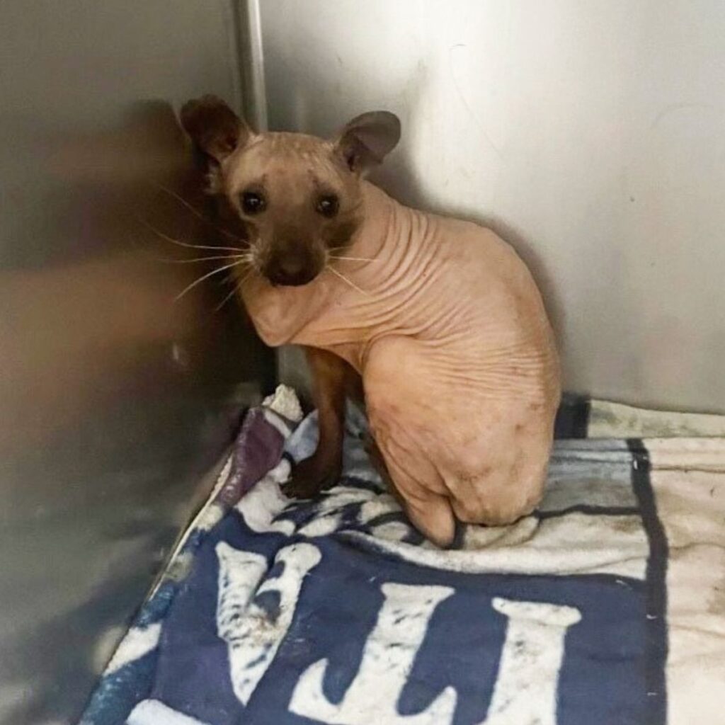 Rescuers Puzzled By A Hairless Animal Found In A Backyard And You Won't ...