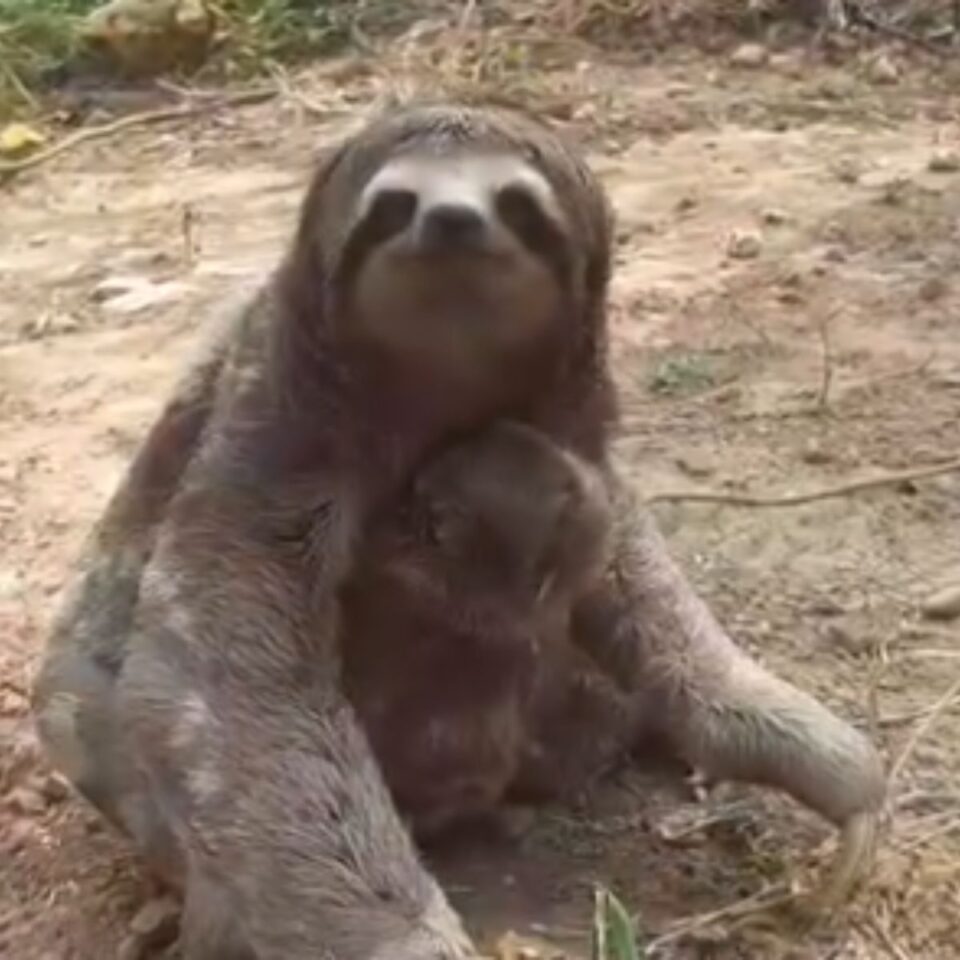 Devastated Mother Sloth Looking For Her Missing Baby After Getting ...