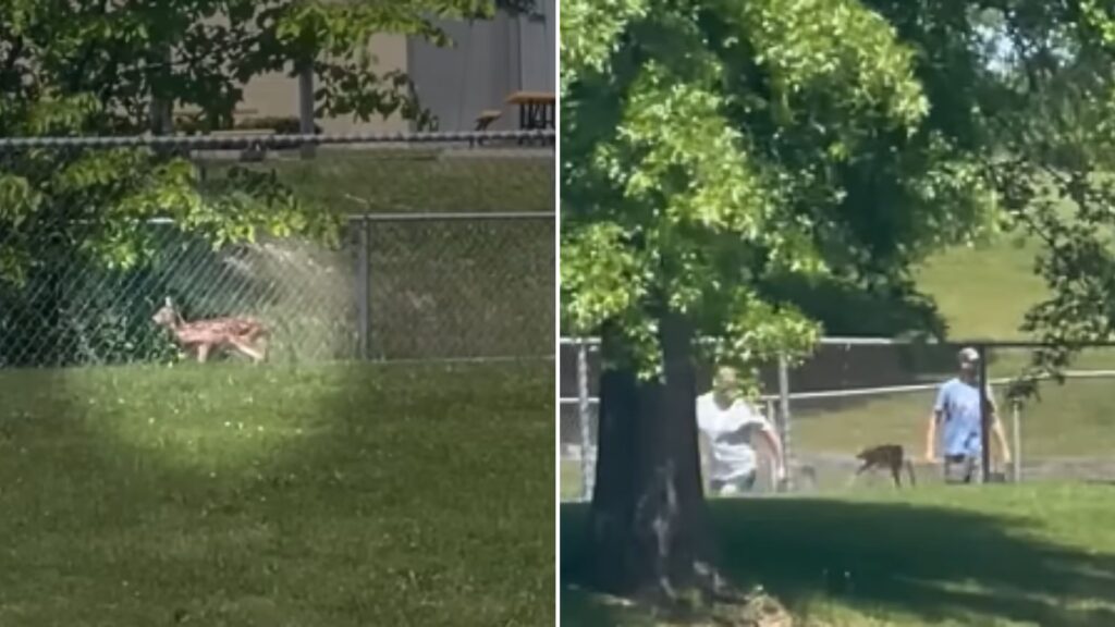 Brave Man Jumps Over A Fence To Rescue A Trapped Fawn Under Its ...