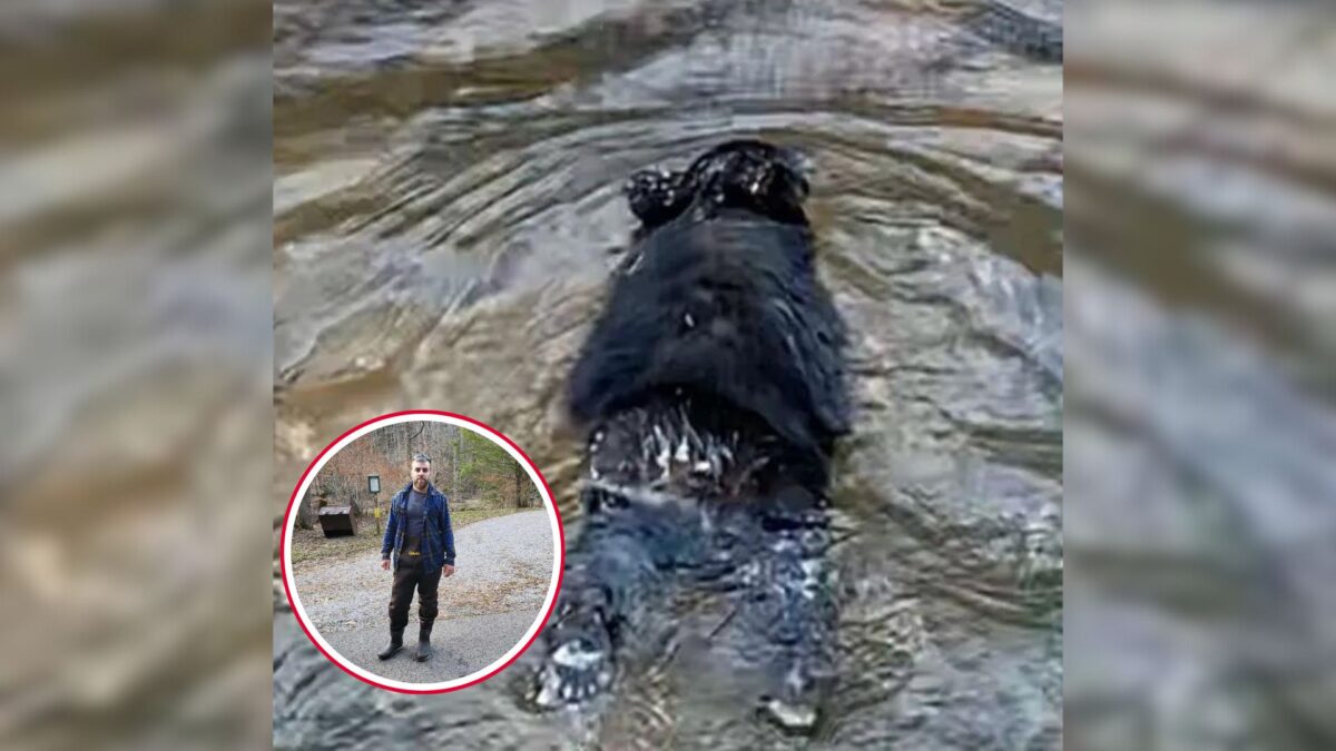 Heroic Young Man Jumps Into Freezing River To Save A Black Bear Cub ...