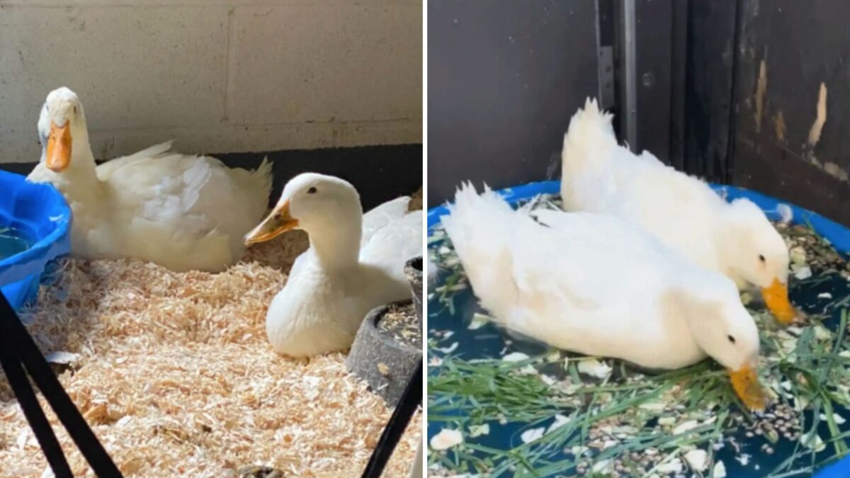 Injured Duck Spends His Final Moments With His Loyal Emotional Support ...