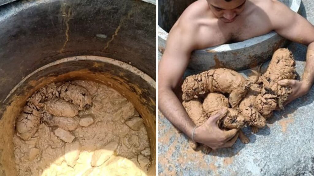 Man Follows Peculiar Cries To A Nearby Well And Discovers 5 Moving 'Mud ...