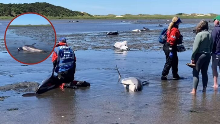 Over 100 Dolphins Struggle To Survive After Being Stranded On ...