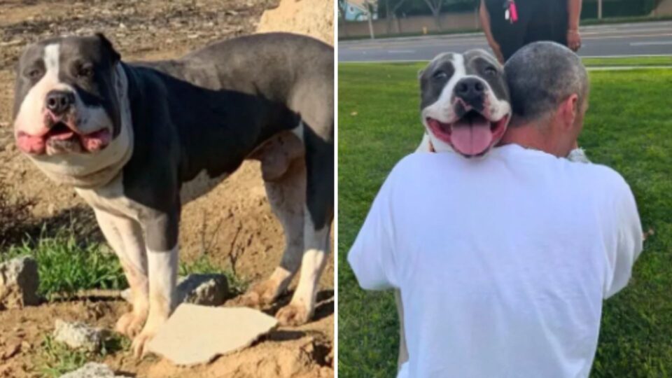 Rescuer Shocked After Horrific Discovery Behind Dog's Swollen Face