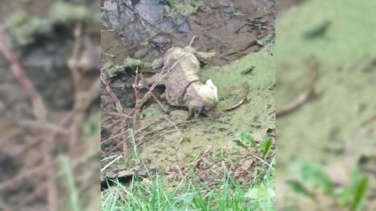 Rescuers Rush To Save A Helpless Animal Drowning In Ditch But Find A ...