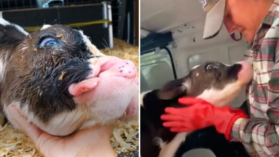 Sick Baby Cow Was About To Be Put Down But This Couple Wouldn't Let It
