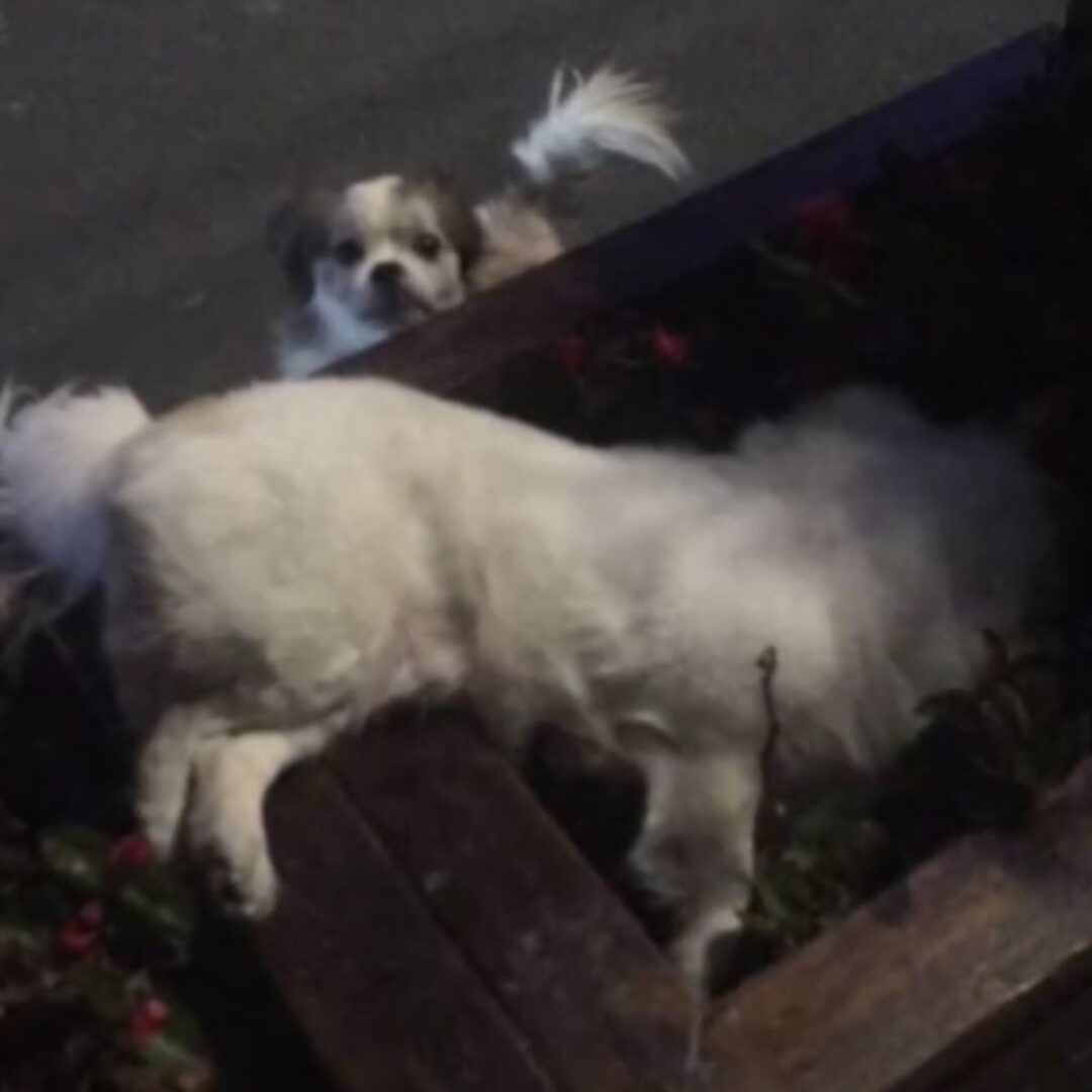 Loyal Dog Refuses To Leave Fallen Friend's Side After Heartbreaking Car ...