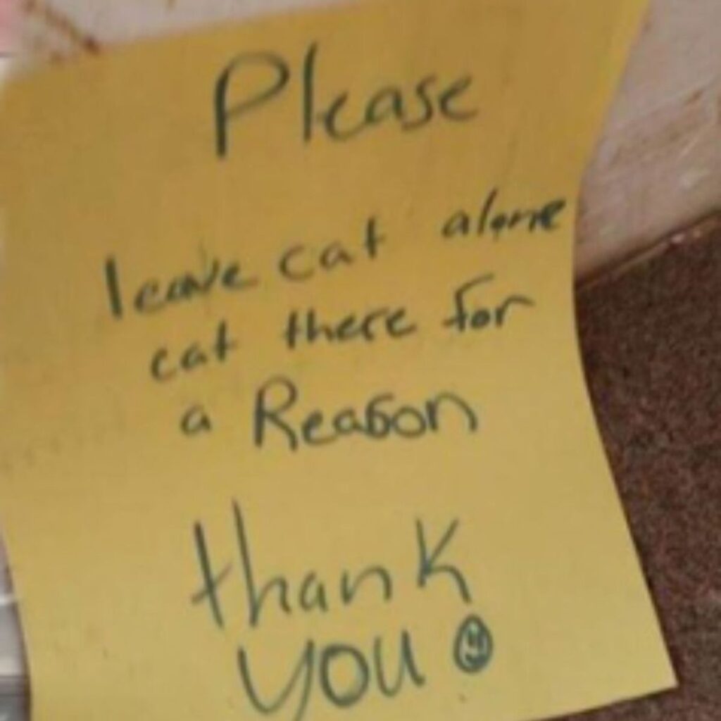 Group Stumbles Upon Frail Cat With A Warning Note Saying 'Cat There For ...