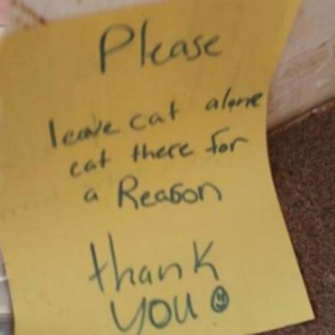 Group Stumbles Upon Frail Cat With A Warning Note Saying 'Cat There For ...