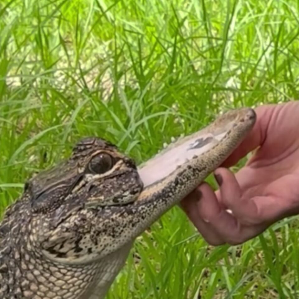 Florida Gatorland Reveals Incredible Survival Story Of Jawlene, An ...