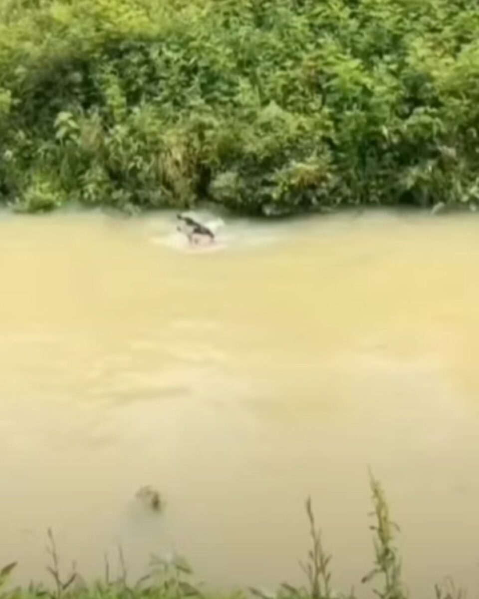 Fearless Dog Risks All To Save A Wild Baby Animal From Drowning