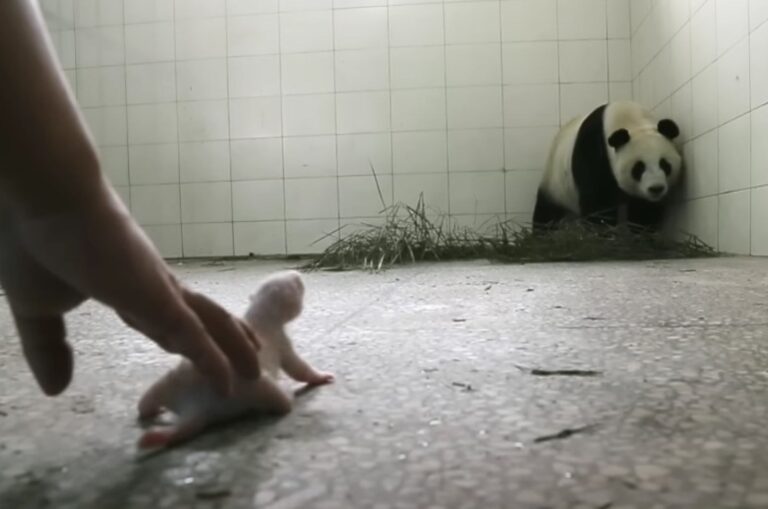 Camera Captures A Heartfelt Moment Of Panda Mom Embracing Her Baby She ...