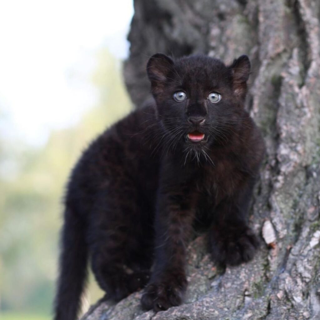 Family Adopts A Baby Panther Living Her Last Moments After Being ...