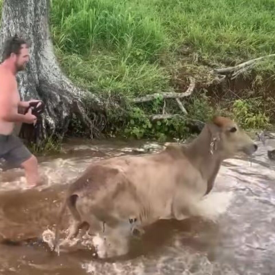 Friends Risk Their Lives To Save A Giant Cow From Drowning In A Deep Lake