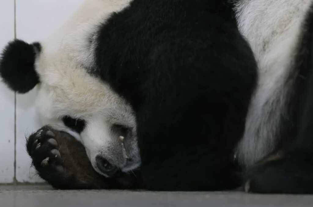 Camera Captures A Heartfelt Moment Of Panda Mom Embracing Her Baby She ...