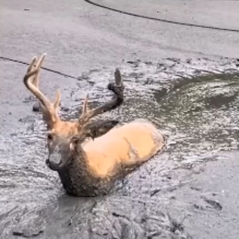 Helpless Buck Trapped In Mud Desperately Cries Out To Humans For Help
