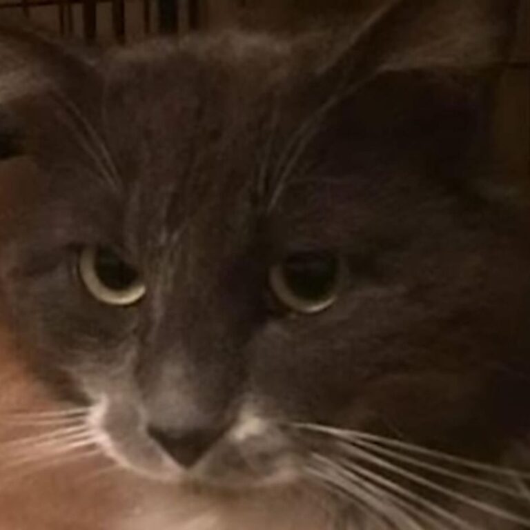 Group Stumbles Upon Frail Cat With A Warning Note Saying 'Cat There For ...