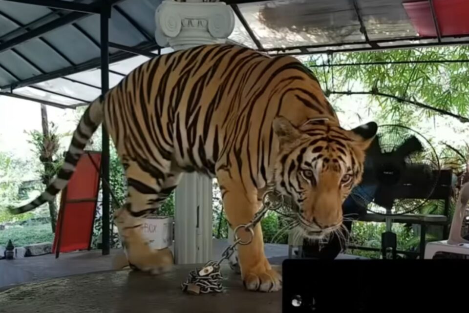 Tiger Chained Up Her Whole Life Finally Steps On Grass For The First Time