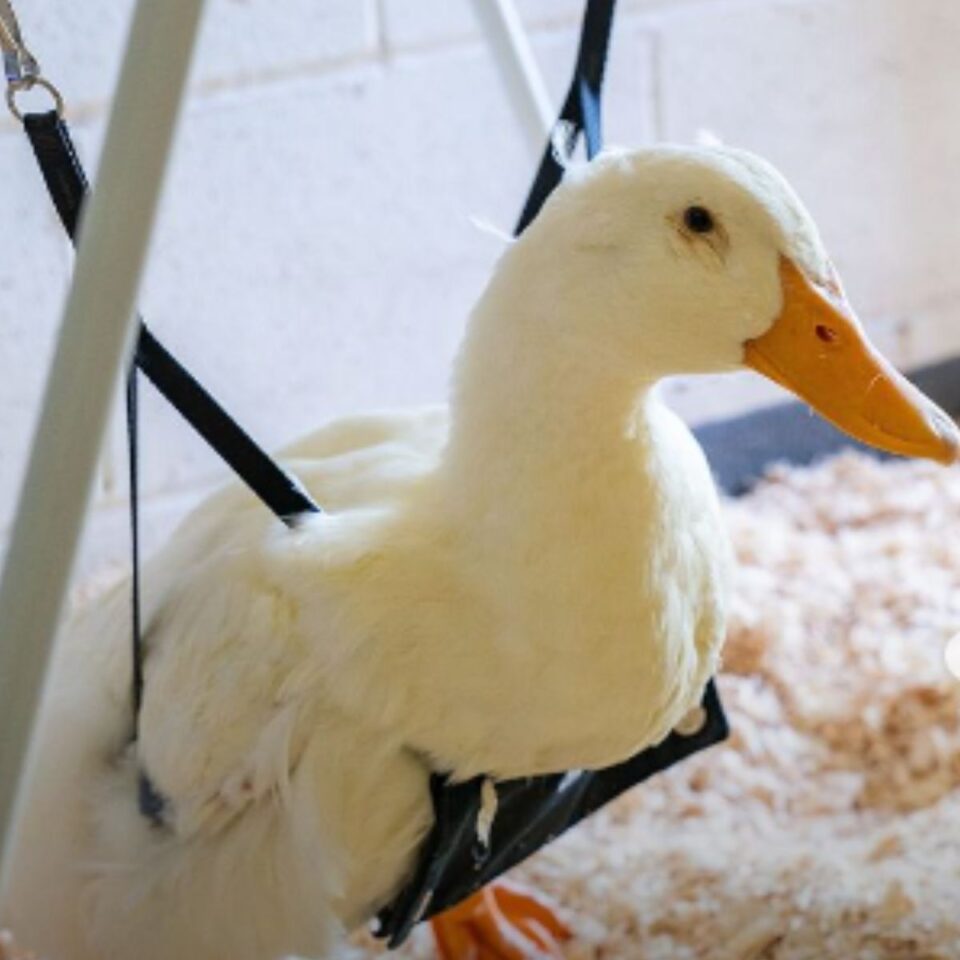 Injured Duck Spends His Final Moments With His Loyal Emotional Support ...