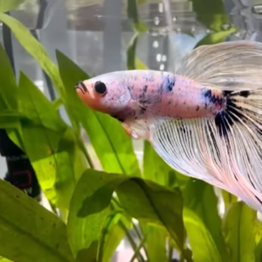 Betta Fish Living In A Tiny Cup In A Pet Store Completely Changes His ...