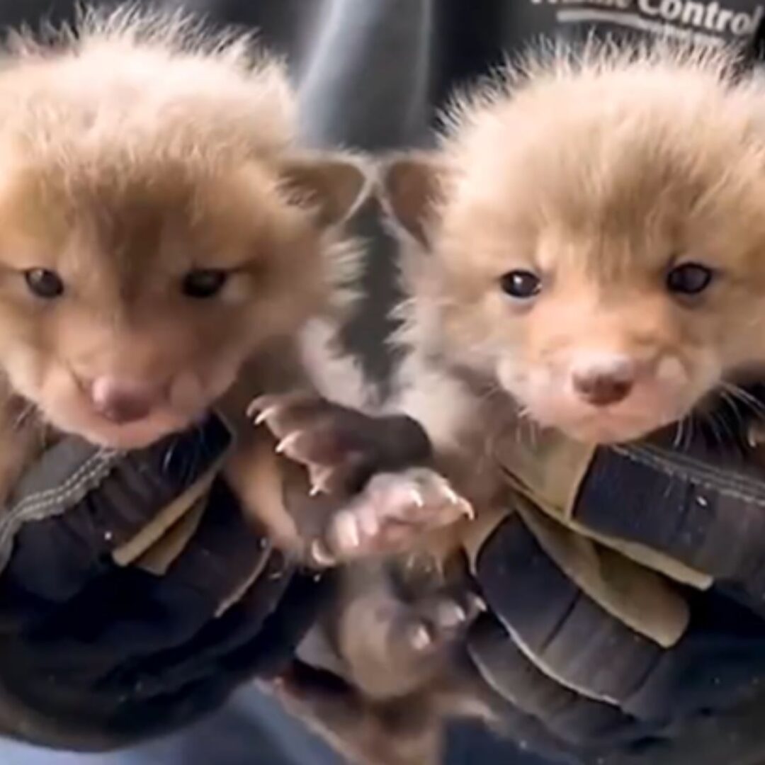 Fox Mom Decides To Hide Her Babies In An Unusual Place Sparking A Heart ...