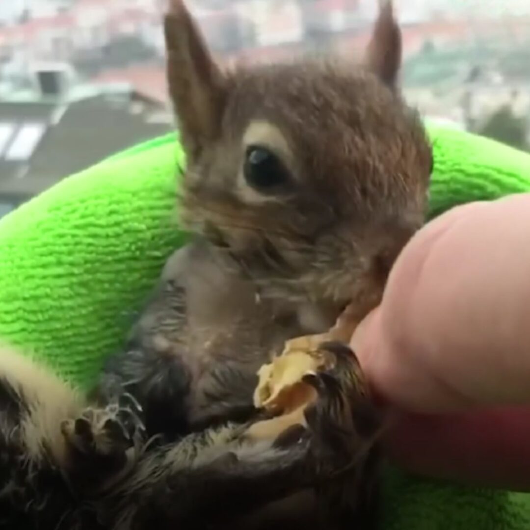 Man Rescues A Severely Injured Squirrel And Despite All His Efforts Her ...