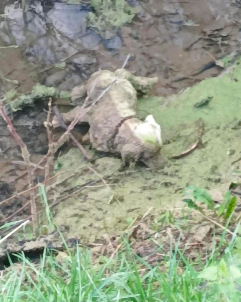 Rescuers Rush To Save A Helpless Animal Drowning In Ditch But Find A ...
