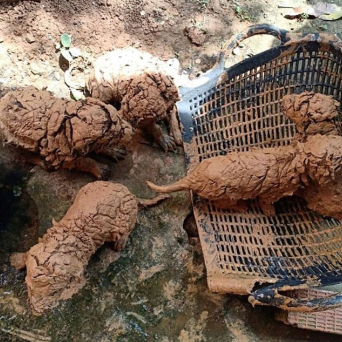 Man Follows Peculiar Cries To A Nearby Well And Discovers 5 Moving 'Mud ...