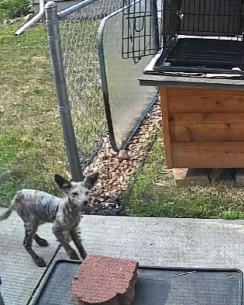 Minnesota Homeowner Spots A Hairless Mystery Animal In Their Yard And ...