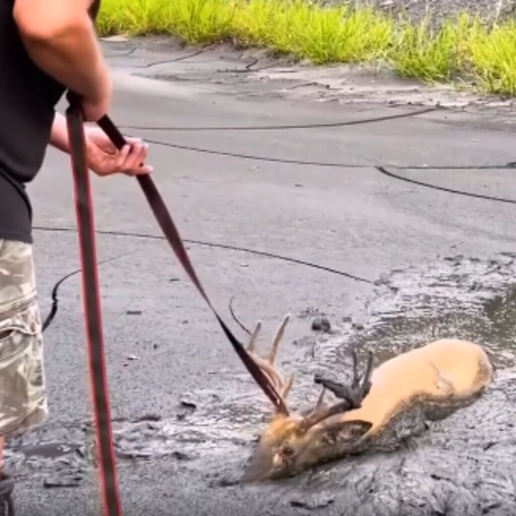 Helpless Buck Trapped In Mud Desperately Cries Out To Humans For Help