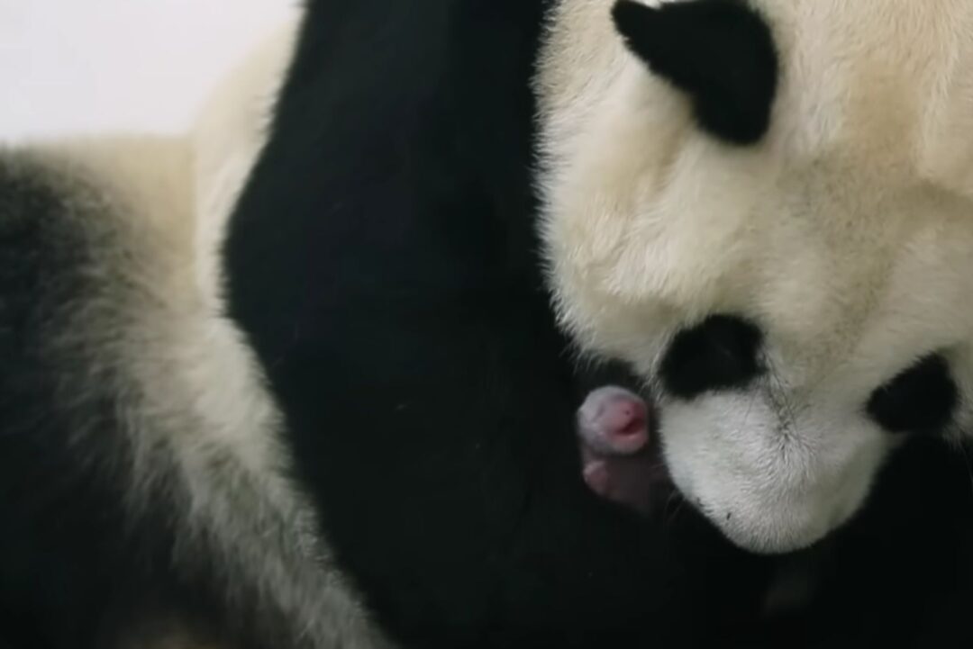 Camera Captures A Heartfelt Moment Of Panda Mom Embracing Her Baby She ...