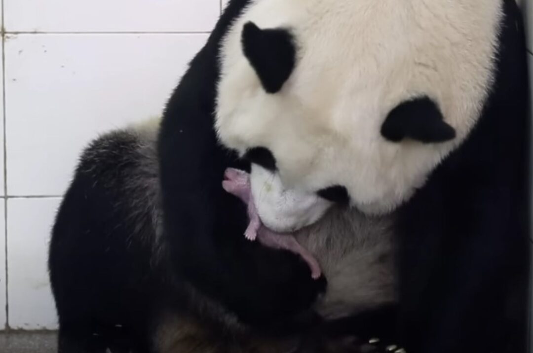 Camera Captures A Heartfelt Moment Of Panda Mom Embracing Her Baby She ...