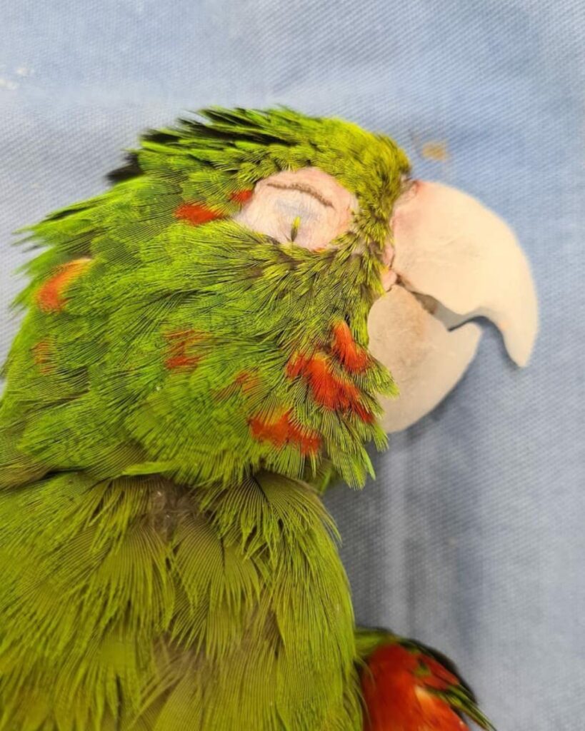 Parrot With Damaged Beak Had Slim Chances Of Survival Until A Twist Of ...