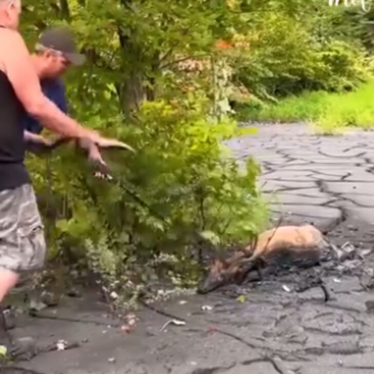 Helpless Buck Trapped In Mud Desperately Cries Out To Humans For Help