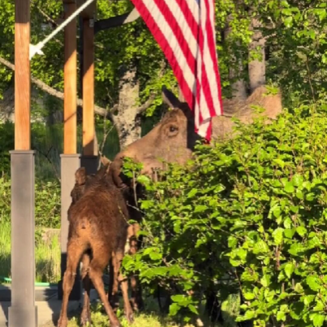 Mama Moose Cries In Agony As Her Baby Gets Stuck Between A Boat And The ...