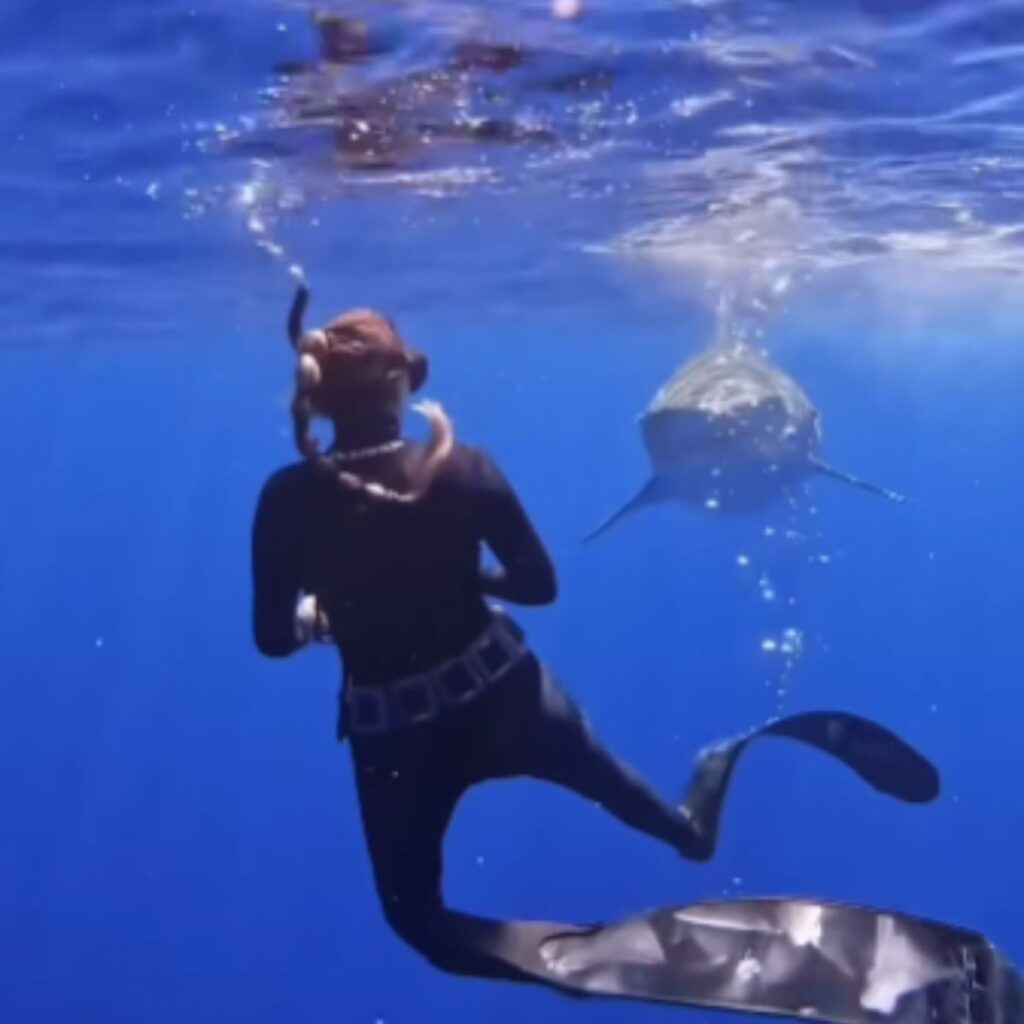 Hawaiian Diver Demonstrates How To Handle An Approaching Shark And The ...