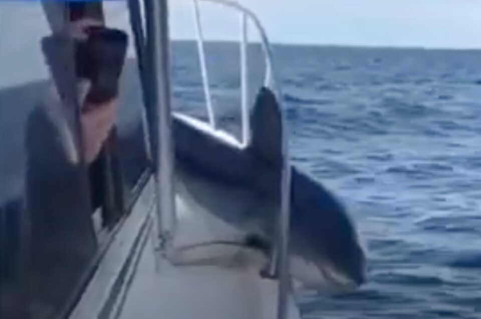 Long Island Scientists Encounter Shocking Situation When 300-Pound ...