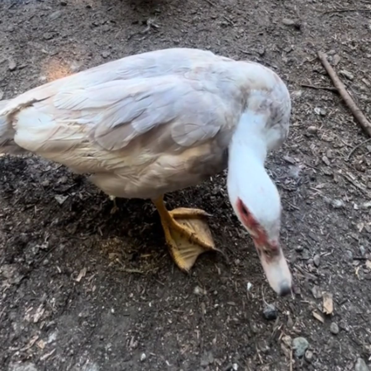 Disabled Duck Rejected By All Finds New Purpose As Loving Nanny To A ...