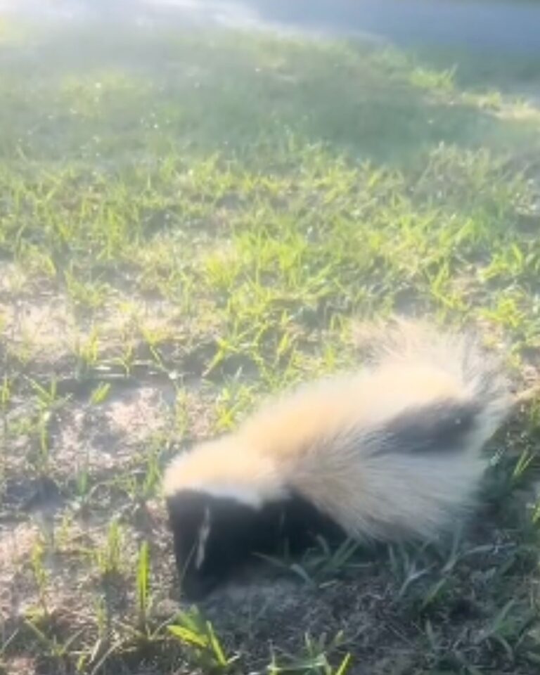 Sick Skunk's Battle With Maggot Infestation Ends In Tragedy