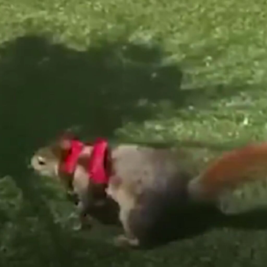 Man Rescues A Severely Injured Squirrel And Despite All His Efforts Her ...