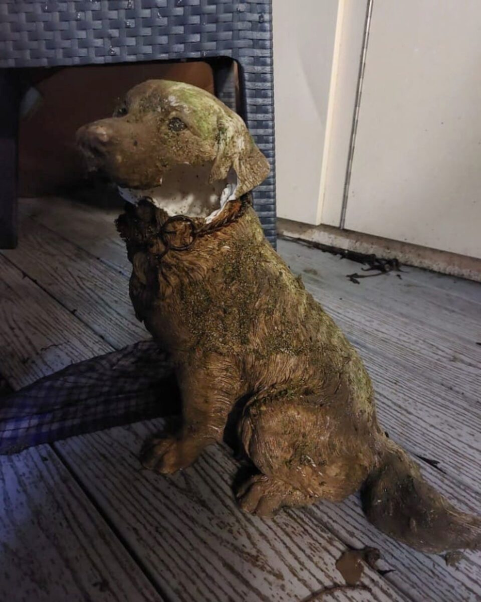 Rescuers Rush To Save A Helpless Animal Drowning In Ditch But Find A ...