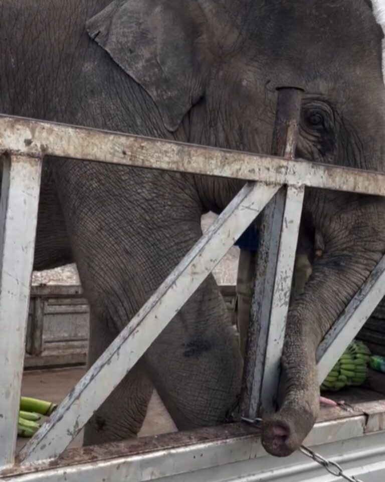 Baby Elephant Chained To A Metal Pole Saved From A Fatal Outcome