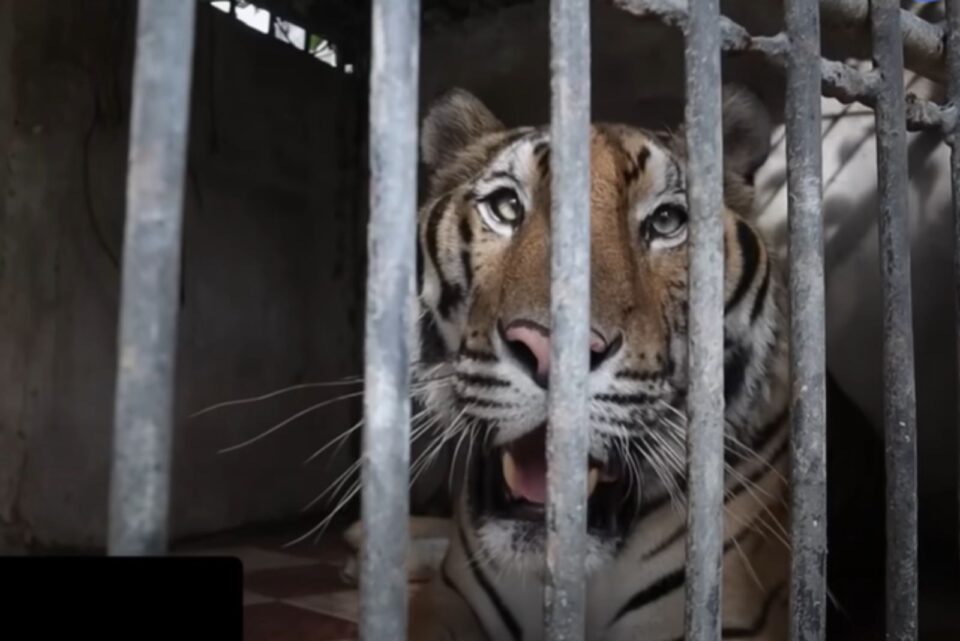 Tiger Chained Up Her Whole Life Finally Steps On Grass For The First Time
